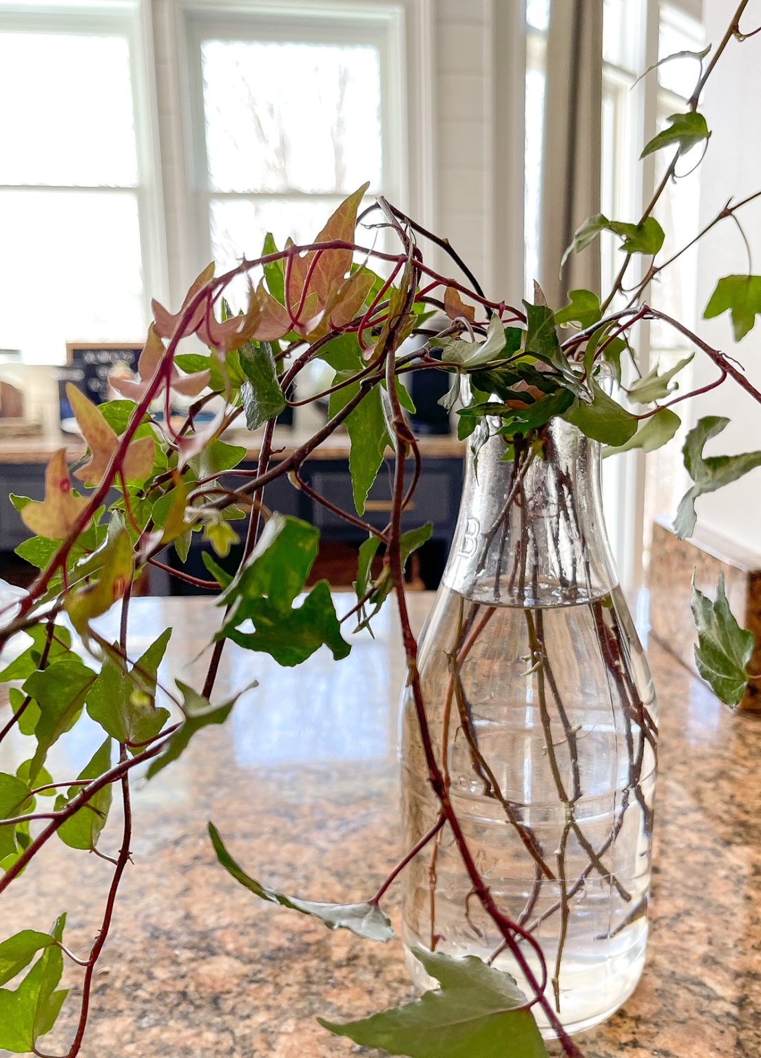 Propagate Ivy in 3 steps - Duke Manor Farm by Laura Janning